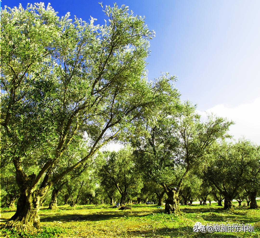 Favorite Arabic Pickles: Olives - iNEWS