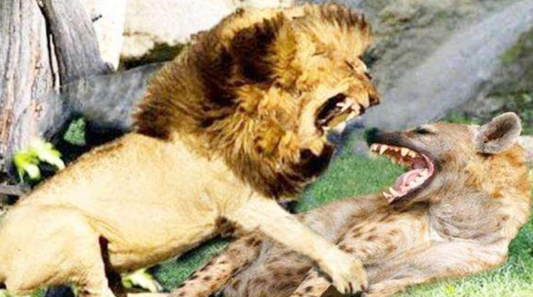 Africa's second brother hyena, not afraid of lions, but afraid of ...