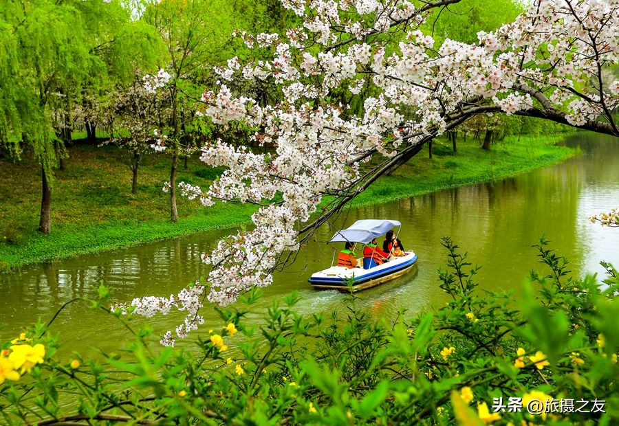 Enjoy cherry blossoms in Gucun Park - iNEWS