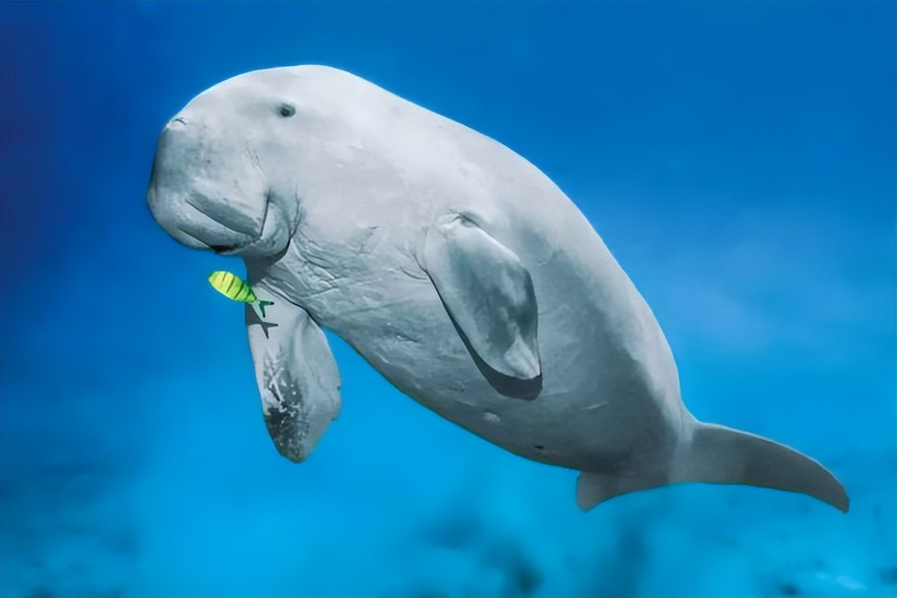 The disappearing "mermaid" - dugong - iNEWS