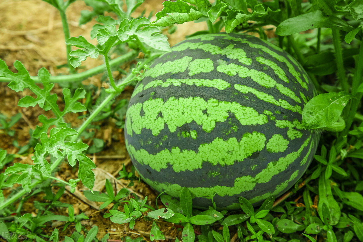 The season of watermelons is coming, will you pick watermelons? - iMedia