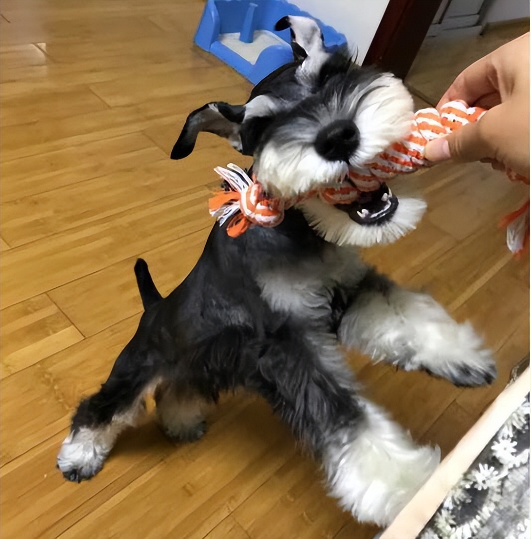 I'm not afraid to tell you that the Schnauzer has been raised for a ...