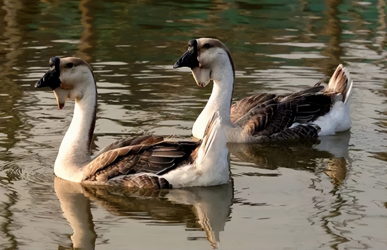 Denghai lion head goose is "sold" overseas, and braised goose is ...
