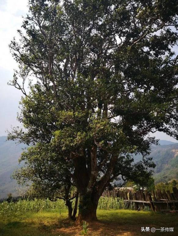 "Tea" precious cultural relics from the fragrance of the years - Yunnan ...