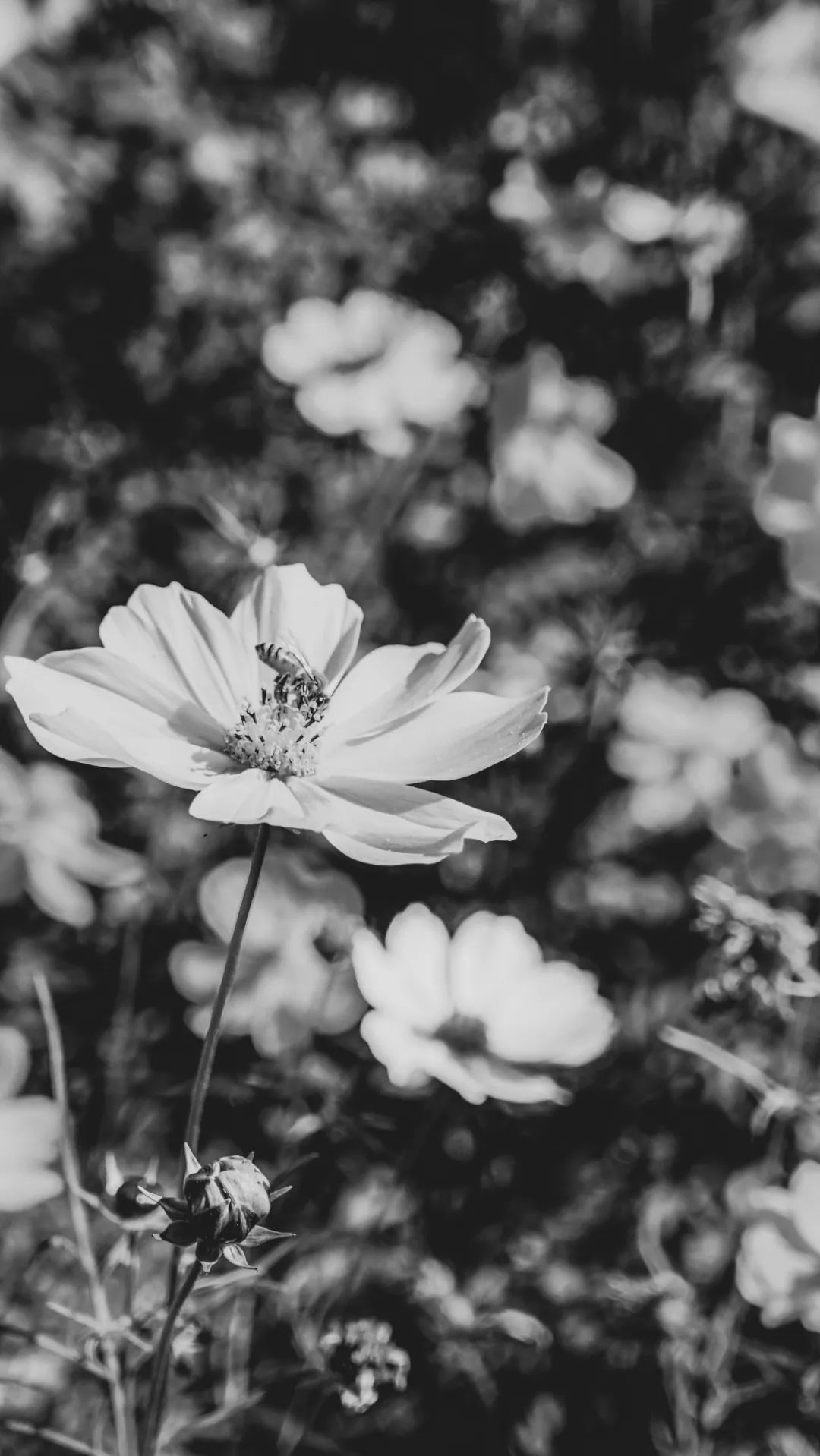 Flower Photography - Secret Love in Beautiful Poetry - iMedia