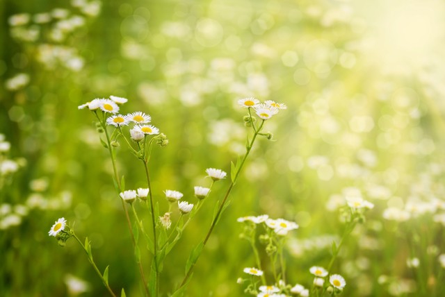 How to wake up flowers? Top 5 Secrets to Making Flowers Bloom Longer ...