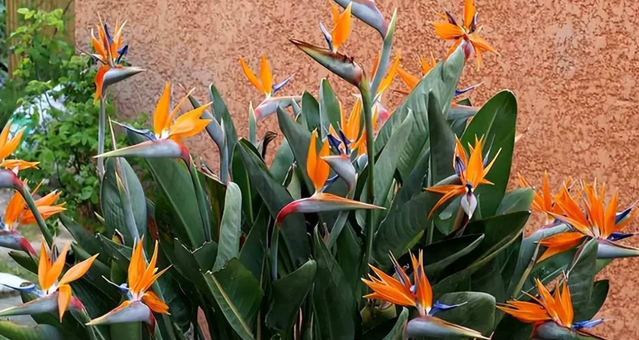There is another scam in the flower market, and it is easy for veteran ...