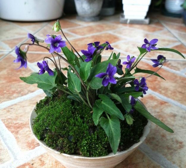 The difference between viola and early blooming viola - iMedia