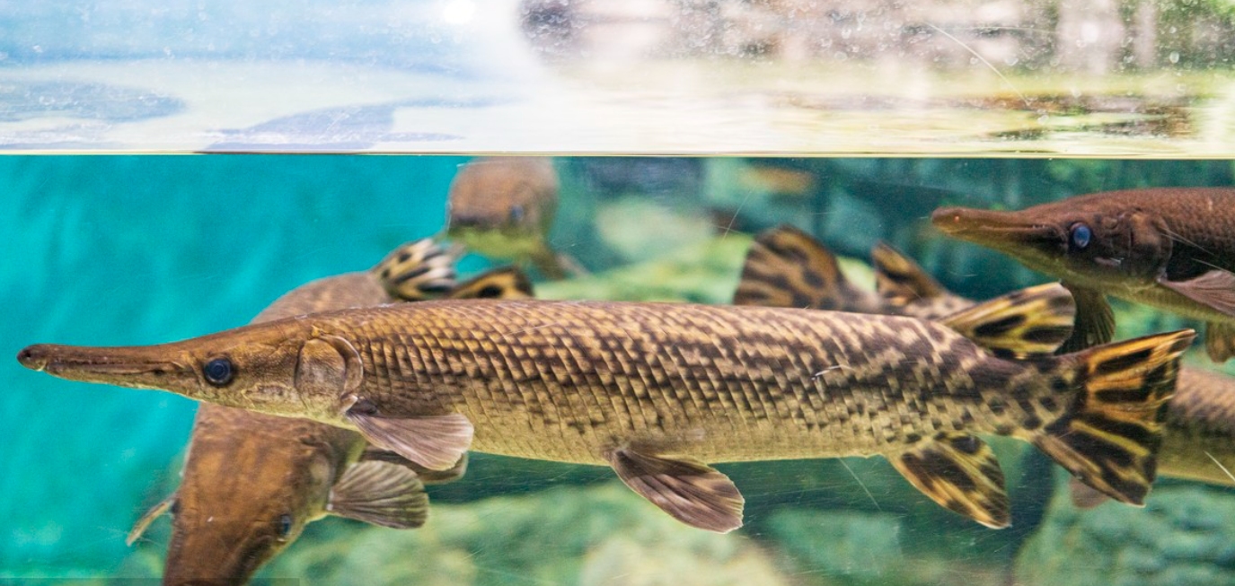 What is an alligator gar?North American giant crocodile gar invades ...