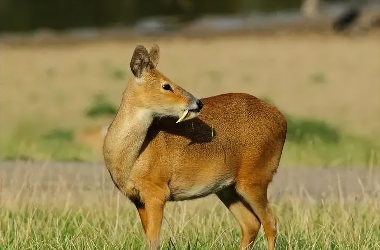 Vampire deer: Vampire-like teeth, sought after by both China and the ...