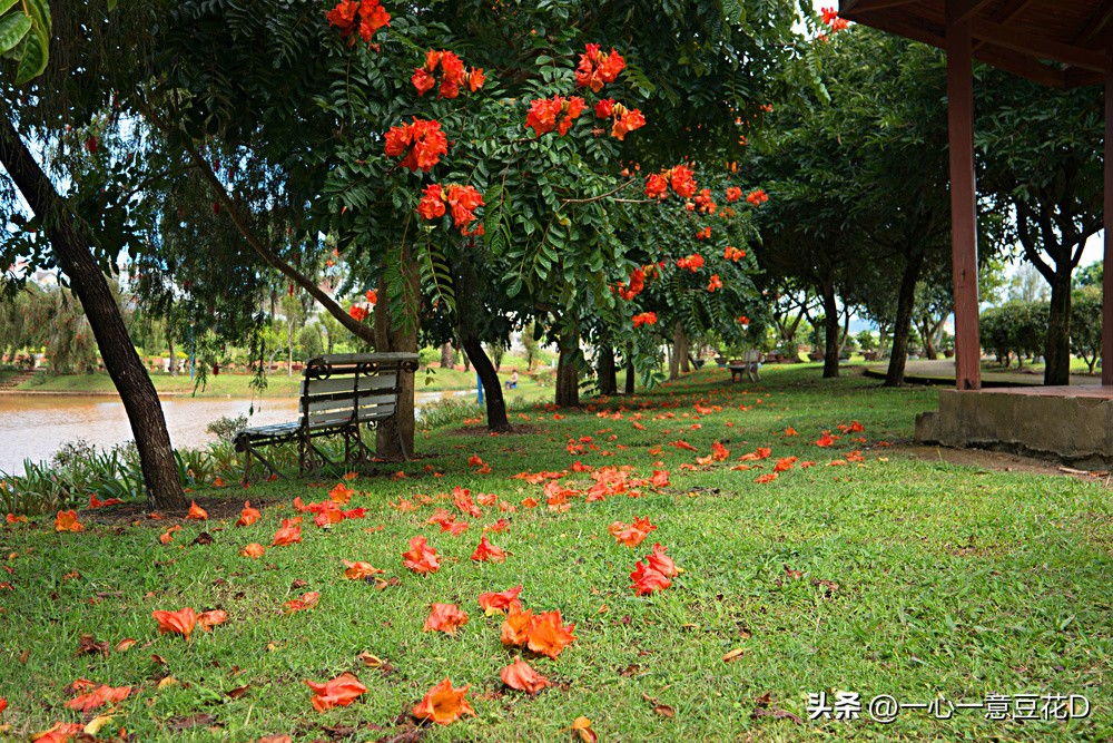 Seven-character Poem Falling Flowers - iNEWS