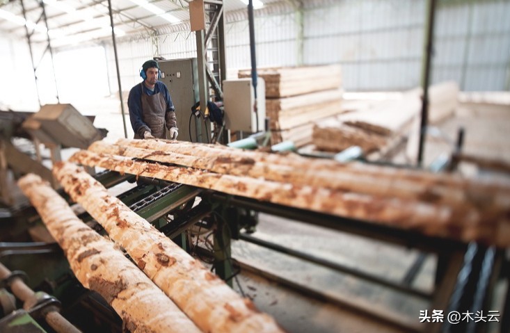 Russia: 2021 is the most successful year for the timber industry - iNEWS