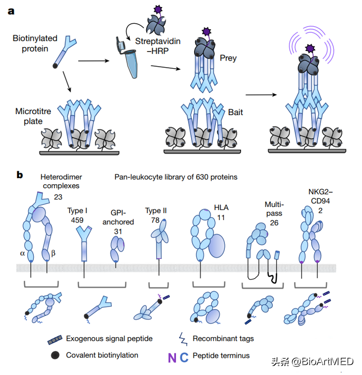 Mapping the human immune system's cell-surface protein 'wiring diagram ...