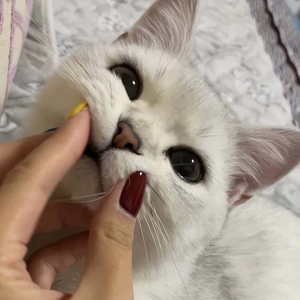 Secretly tell you that a "well-raised" silver gradient cat will have ...