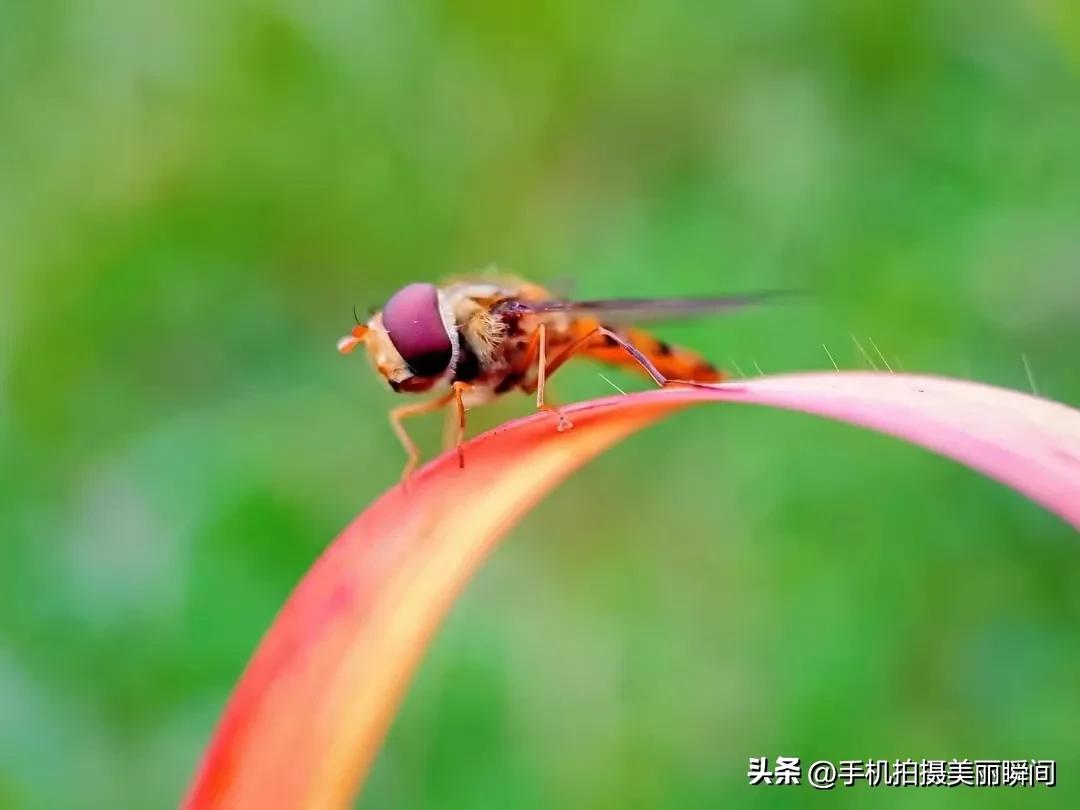 Mobile Photography: Macro Shooting Insects - iNEWS
