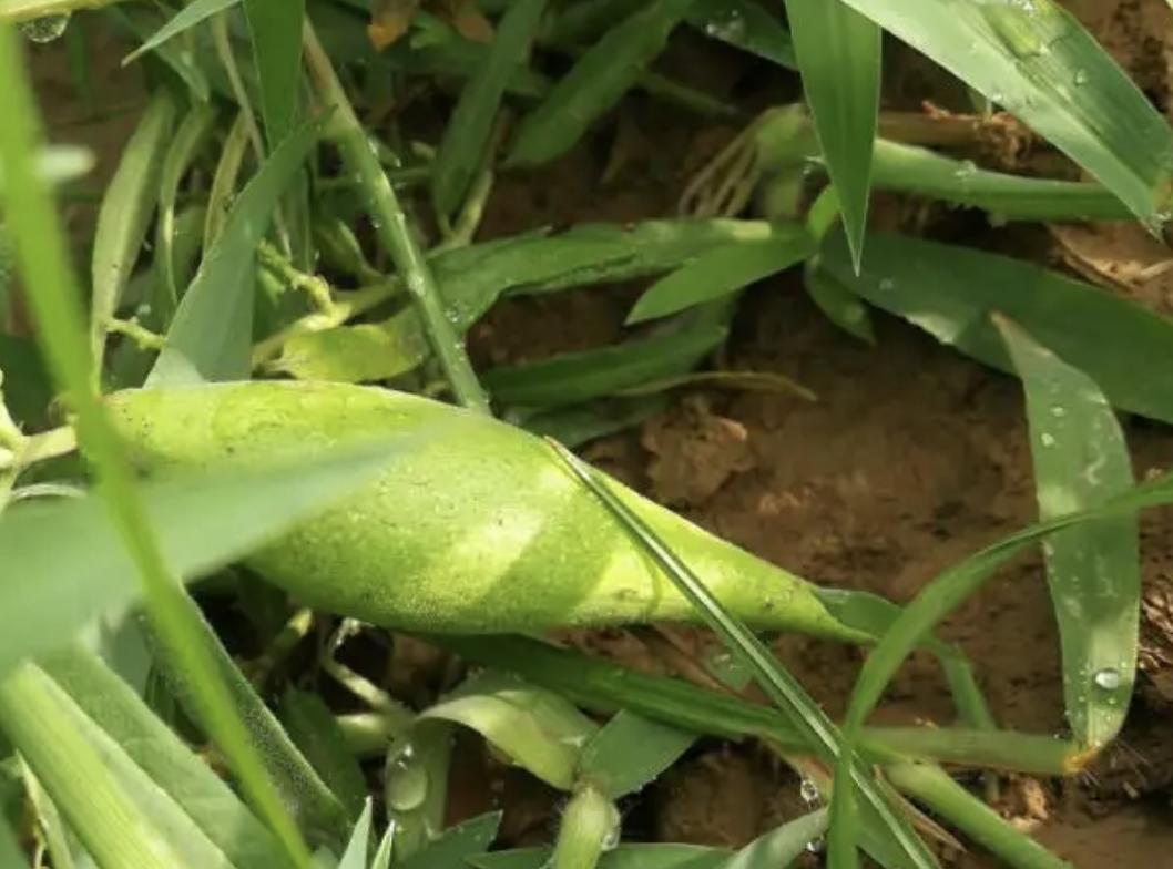 There is a kind of "goat's milk melon" in the countryside. The fruit is ...