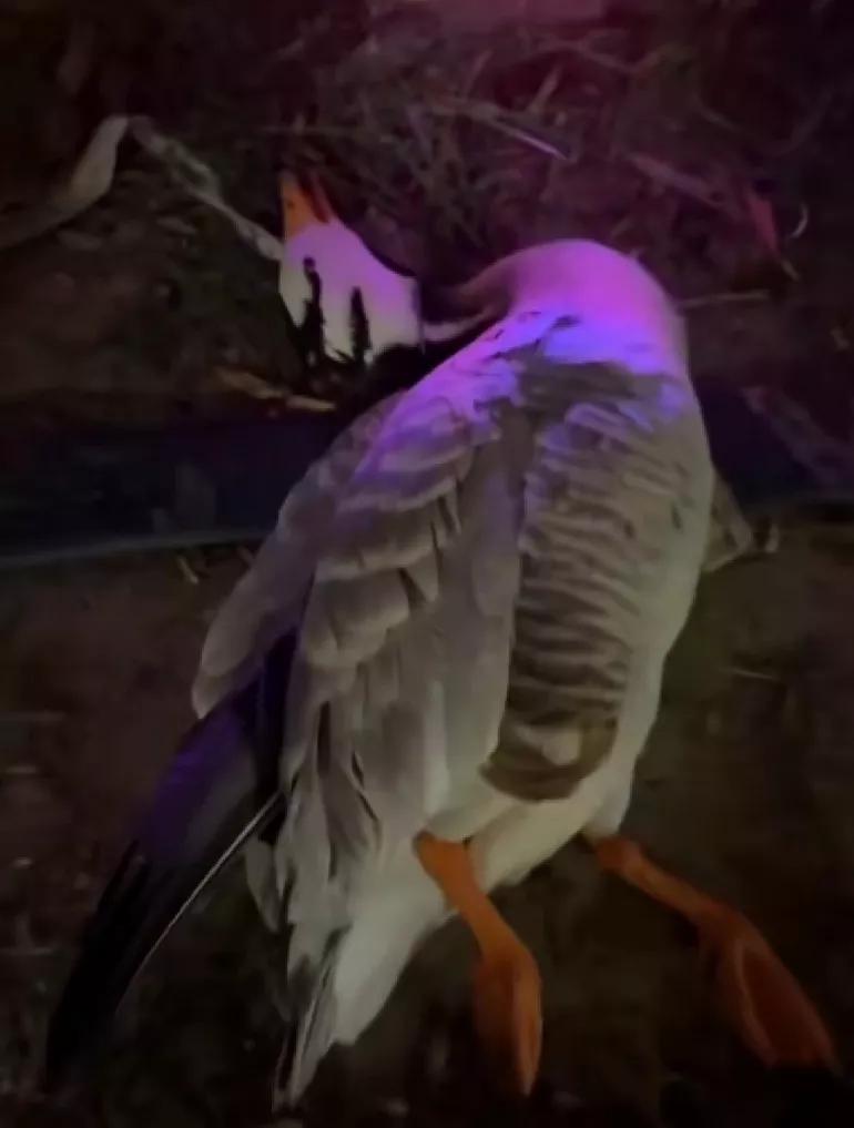 The Internet celebrity geese in the scenic area were kicked to death by ...