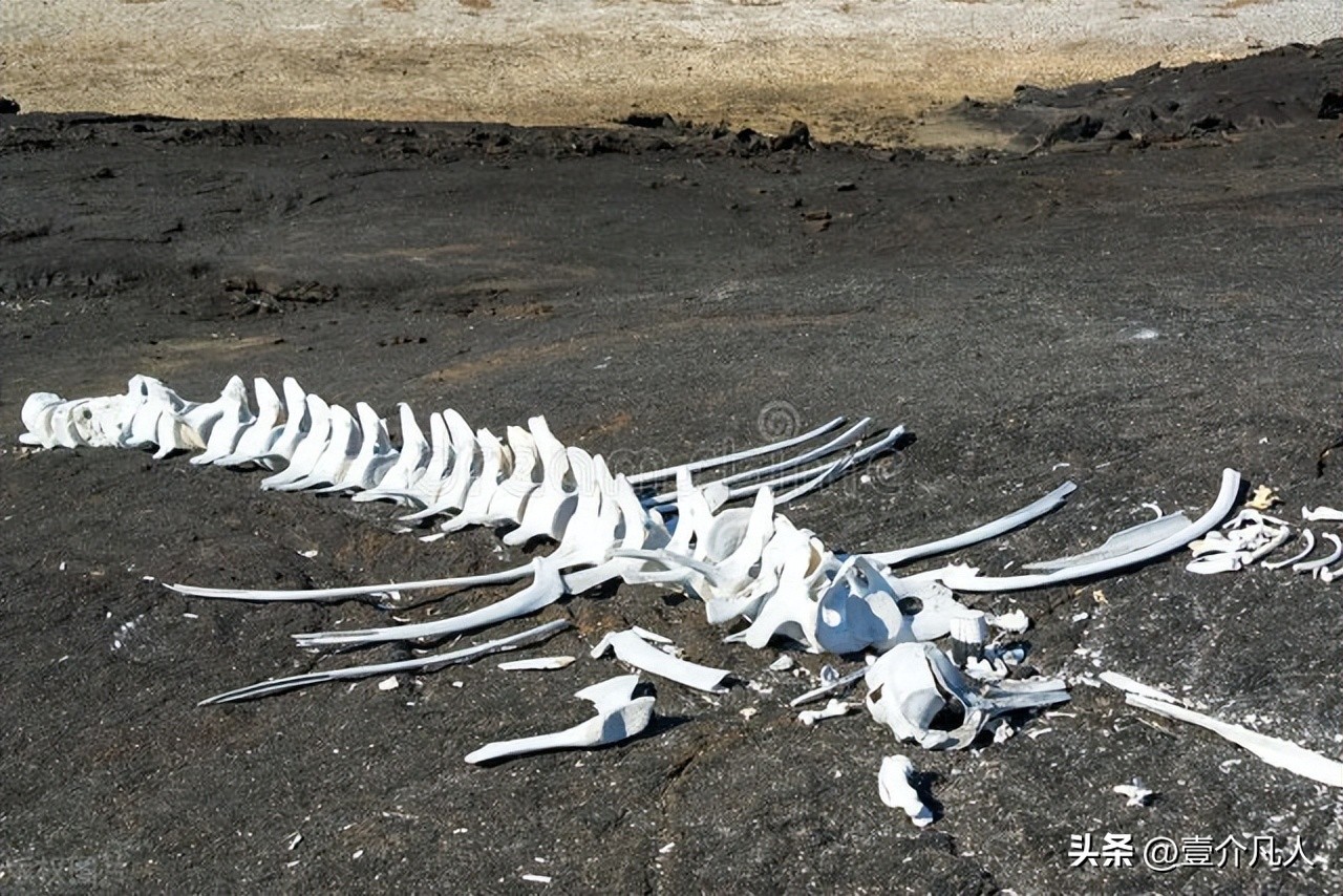 Mysterious Whale Bone Forest: Strange Landscapes on New Zealand's ...
