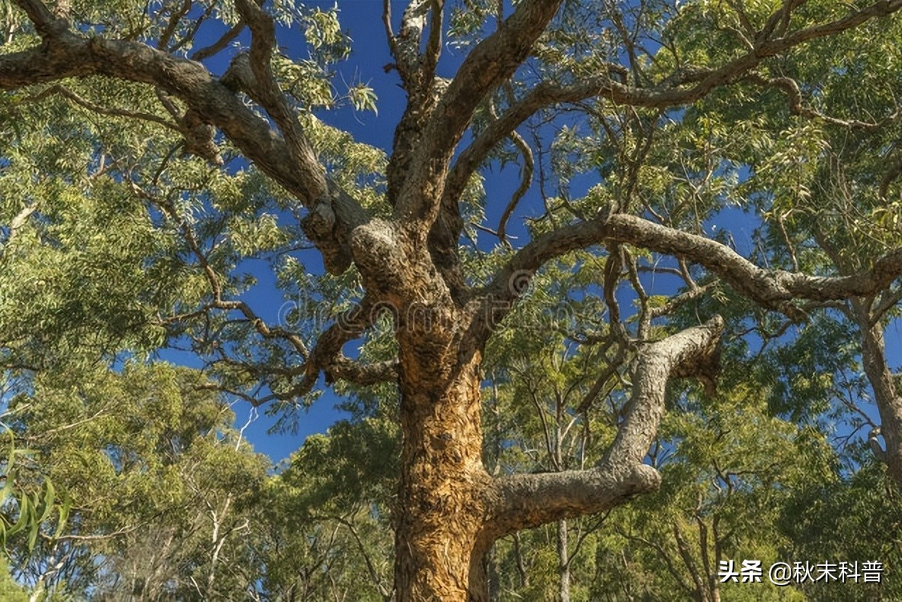 These oldest and famous trees have witnessed thousands of years of wind ...