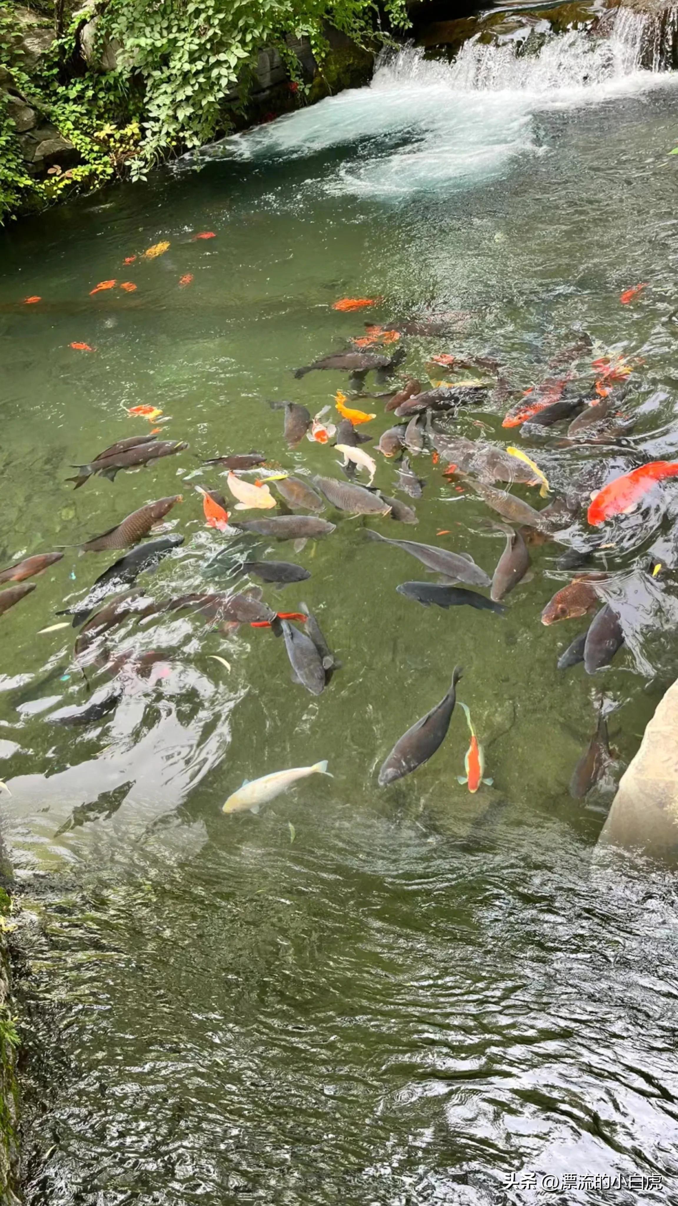 Traveling with textbooks, Baotu Spring described by Lao She - iNEWS