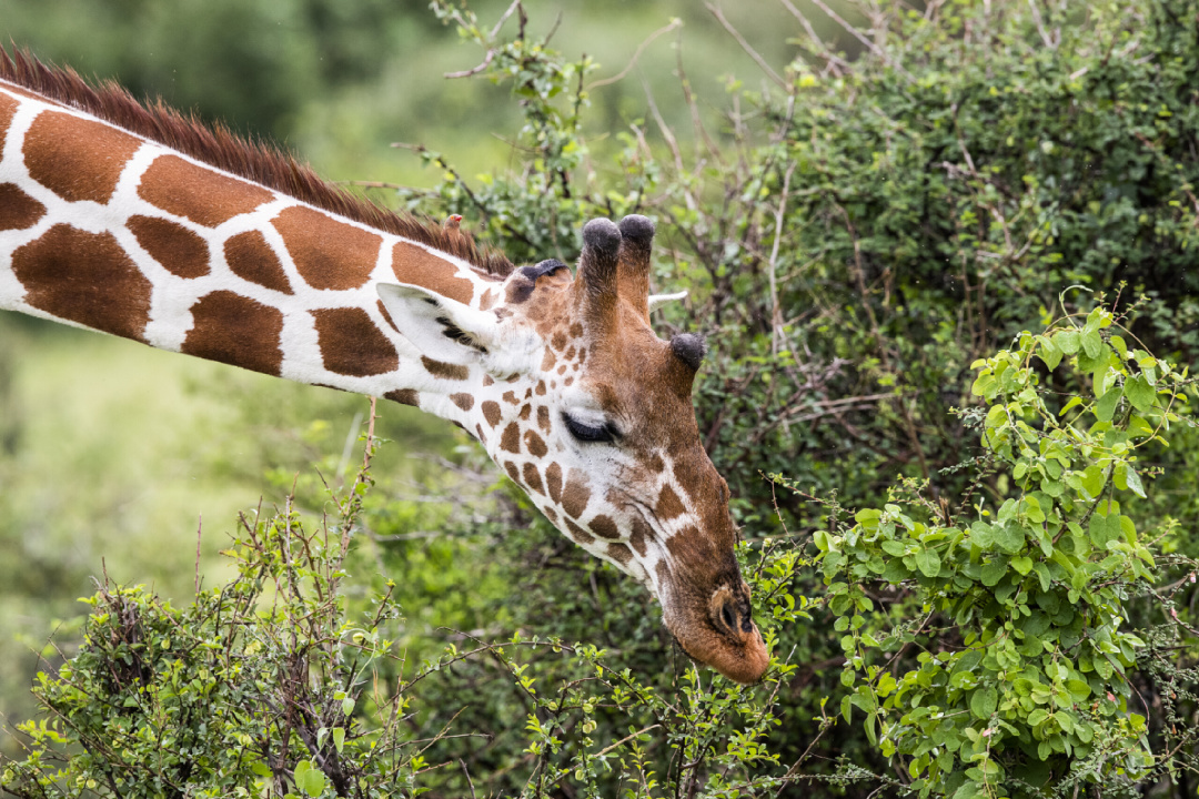 Every color has meaning, and countless color combinations light up the ...