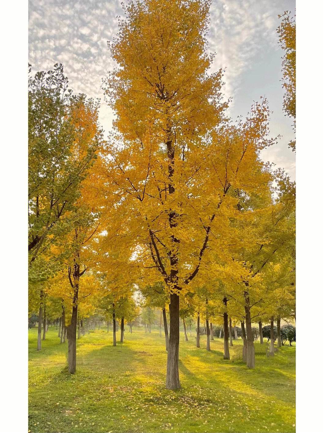 According to the living habits and distribution of ginkgo trees, how to ...