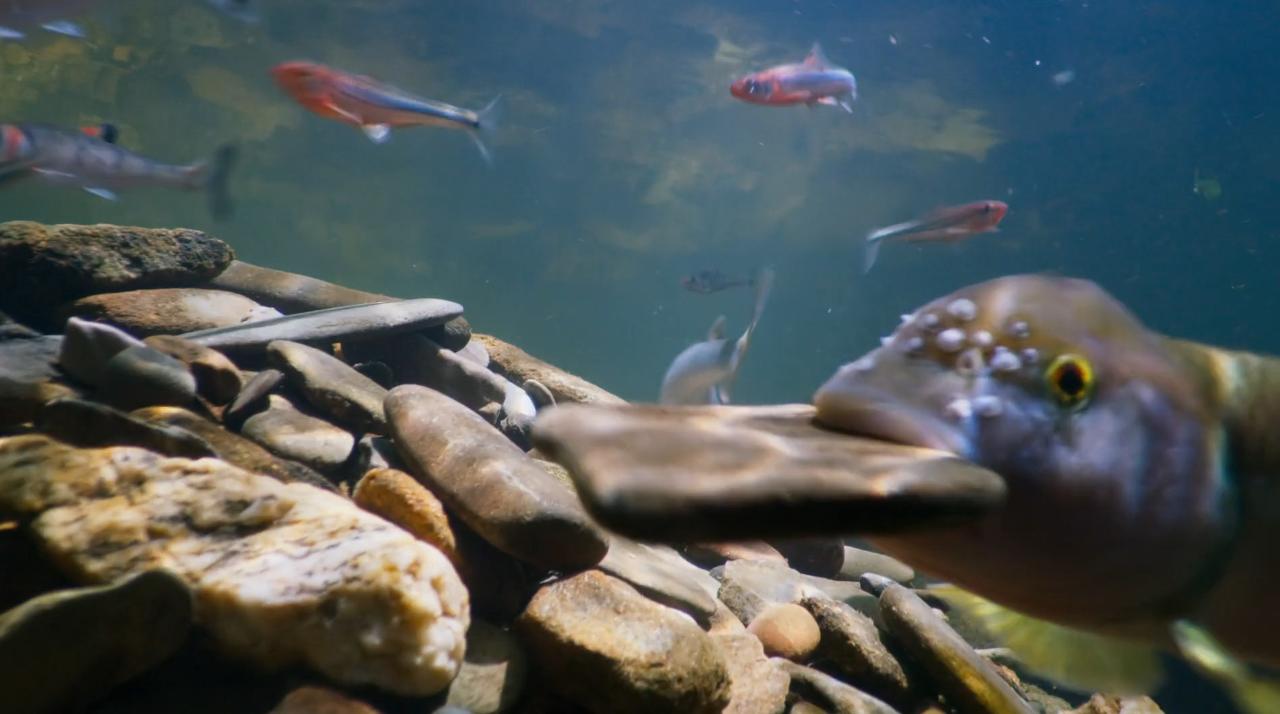 A fish who can build a mansion by himself is so inspiring - iNEWS