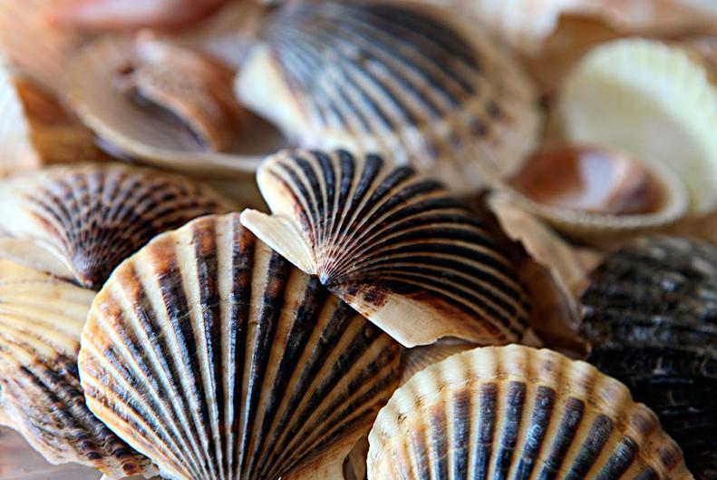 The amazing vitality of clams: How do they survive without water? - iNEWS