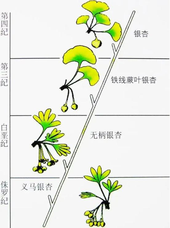 Why are ginkgo trees all over the street an endangered species?Gene ...