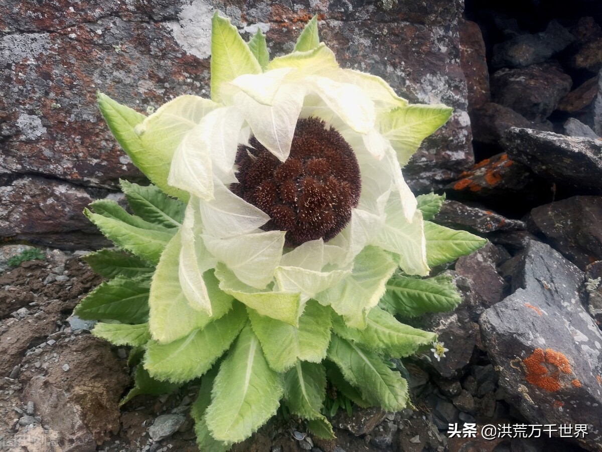 Do you know what kinds of Chinese "nine immortal grasses" are? - iMedia