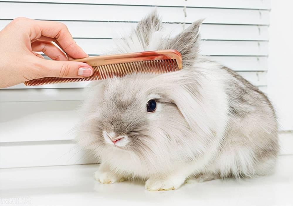 Can rabbits eat with constipation? - iNEWS