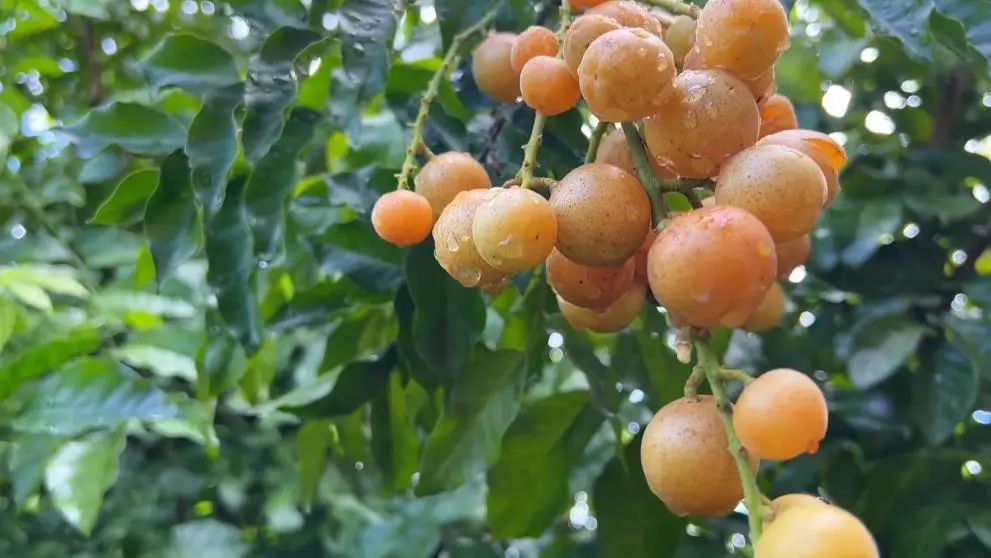 It is a "healthy fruit", which can reduce phlegm, relieve cough, and ...