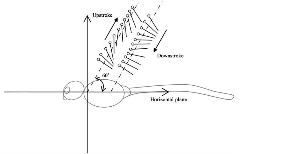 Modeling of two-wing and four-wing flapping-wing micro air vehicles ...