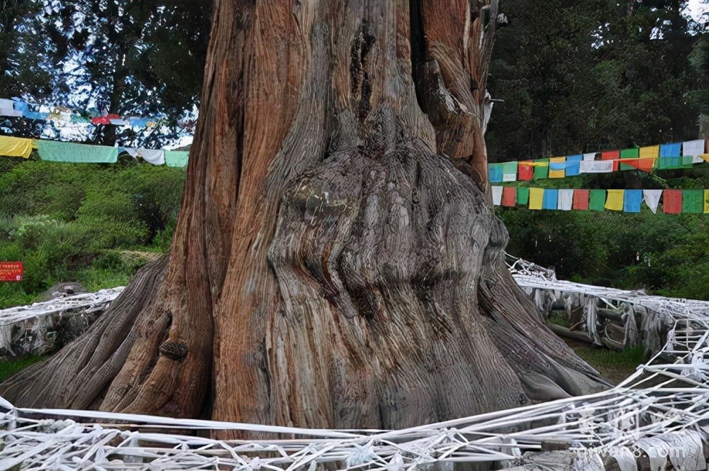 How expensive is nanmu, a tree can be exchanged for a Beijing courtyard ...
