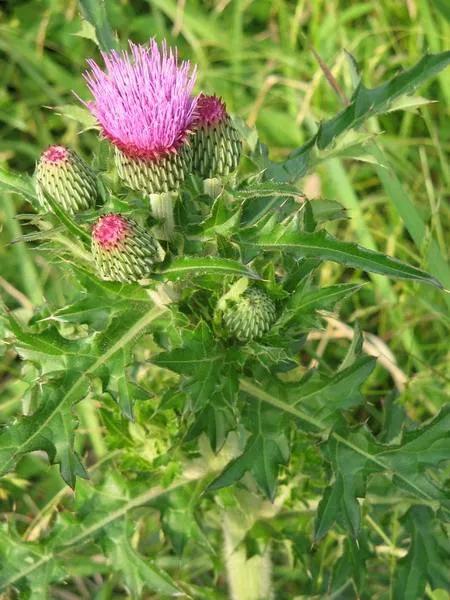 How much do you know about Chinese medicine?- big thistle - iNEWS