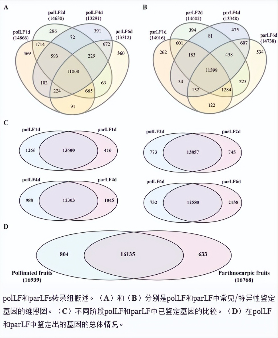 Litchi Fruit During Early Development Integrated Transcriptomic And