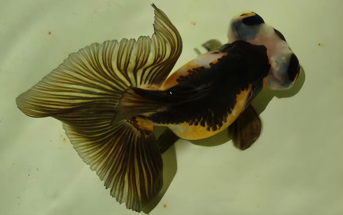 Fish: Is it true that the memory of fish is only seven seconds? - iNEWS