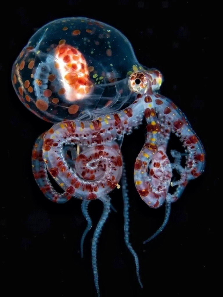 Deep Sea Exploration: There are these miraculous lives hidden in the ...