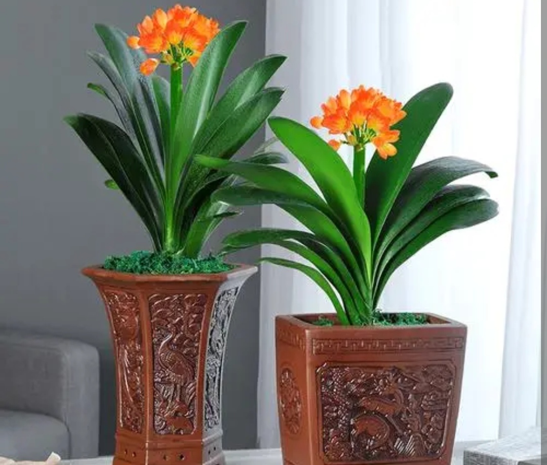 6 kinds of "healthy flowers", beautiful and fresh, suitable for indoor ...