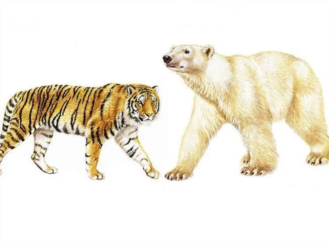 Can the Siberian tiger, the king of beasts, beat the polar bear, the ...