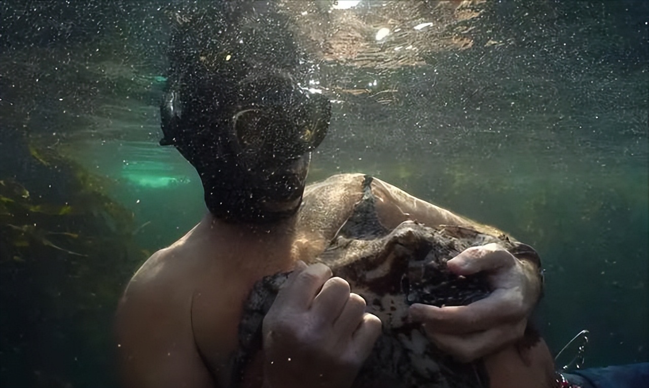 An analysis of the aesthetic implications of the ecological documentary ...