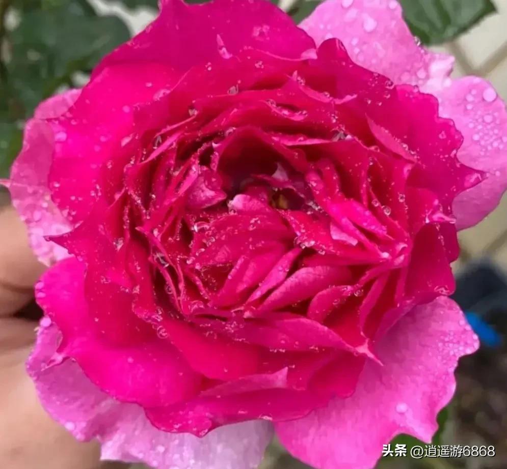 Beautiful Picture Sharing—Arabian Nights Rose Flowers - iMedia