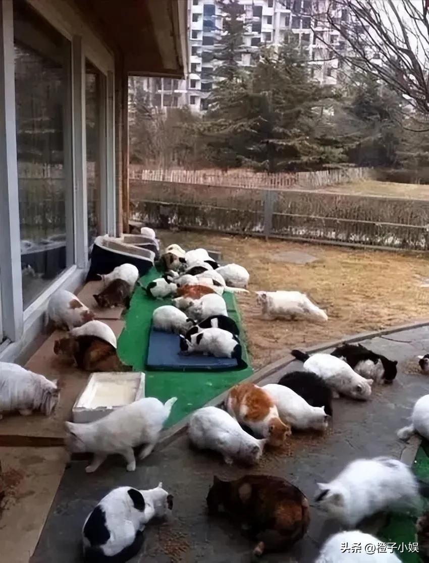 35-year-old Liu Yifei's "luxury house" is on fire, the whole house is luxurious and generous ...