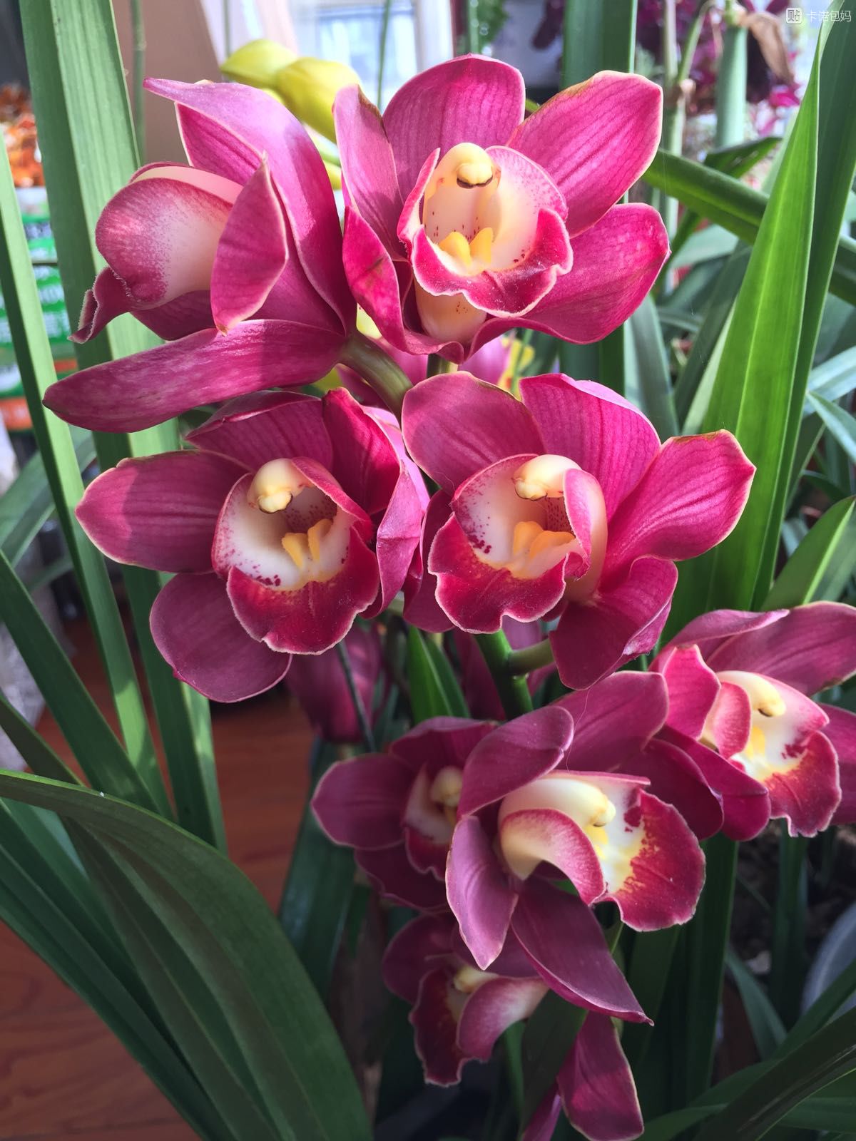 5 kinds of "prosperous wealth flowers", can live for a hundred years ...