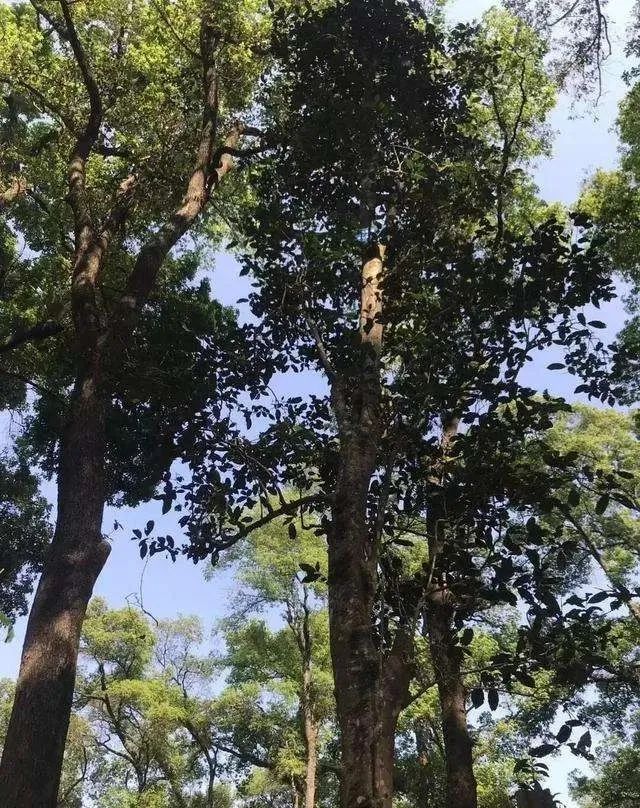 Why can Mansong become the top tea in Yiwu? - iNEWS