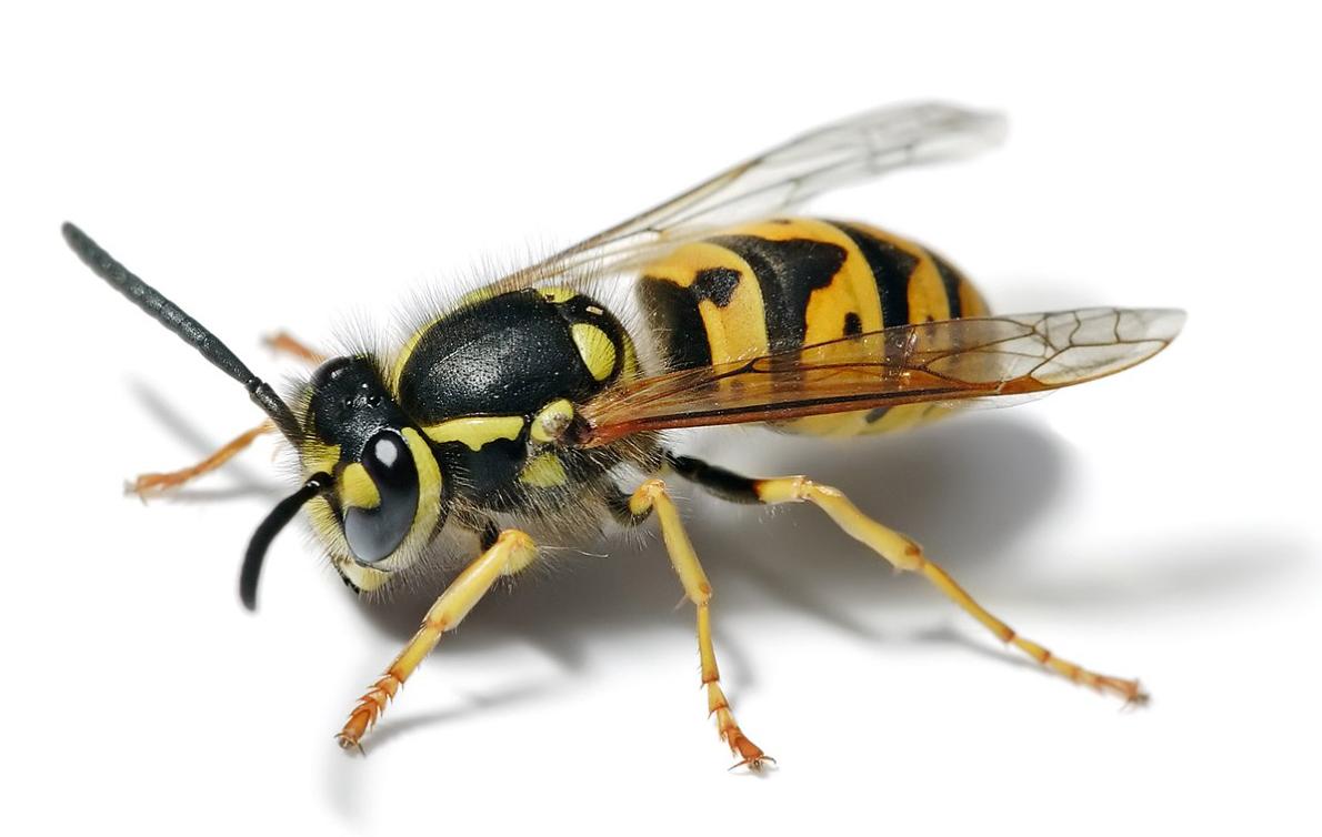 10 most dangerous insects in the world - iMedia