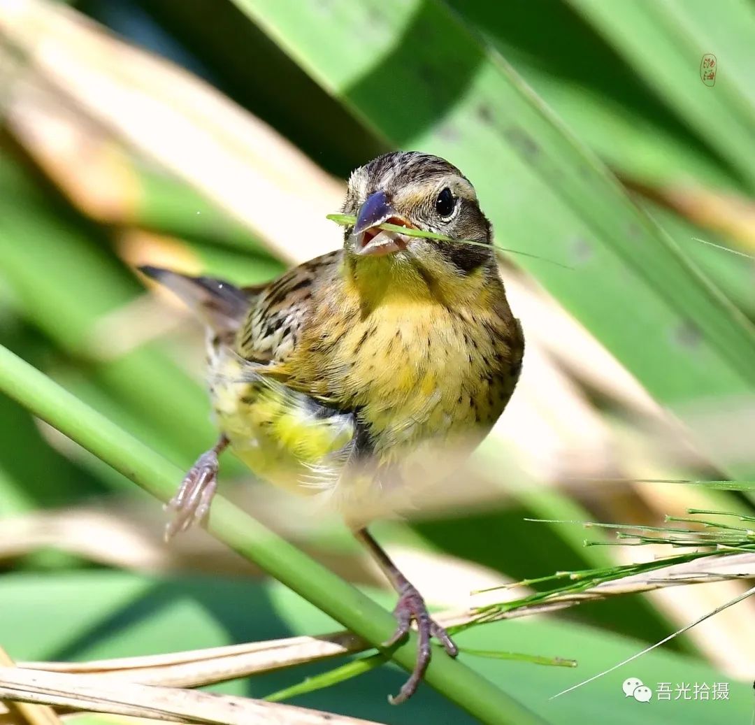 Yellow-breasted Bunting - iMedia