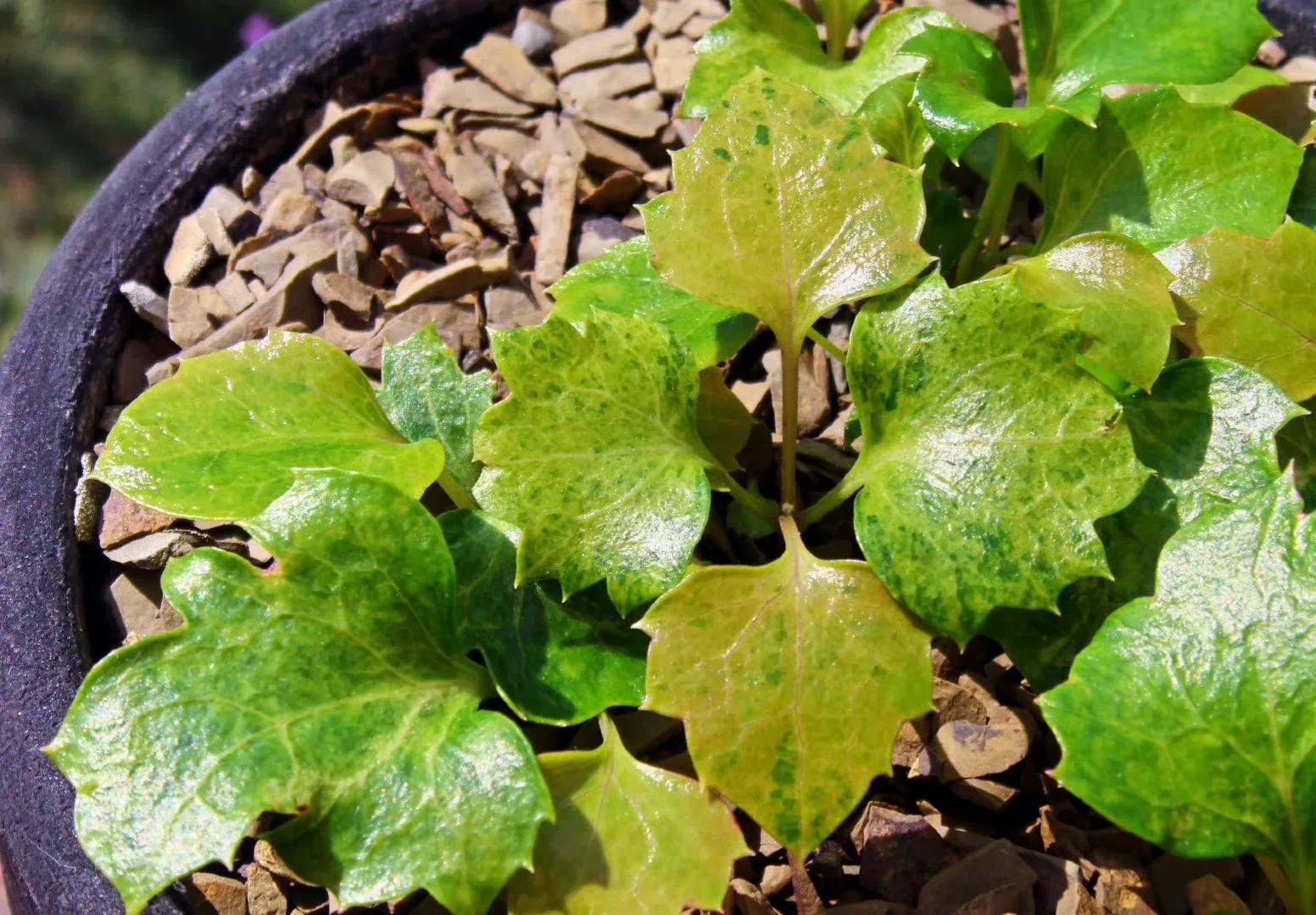 One leaf, one world, one leaf, one life, one leaf, one emotion - iNEWS