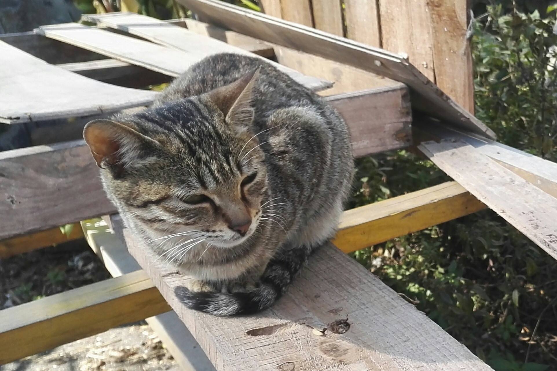 The average life expectancy of 12 common cats, with tips for longevity ...