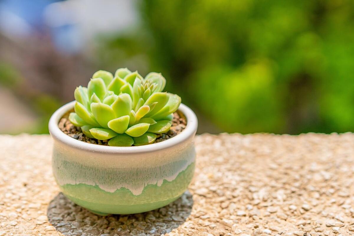 Can looking at greenery help ease feelings of anxiety and stress? - iNEWS